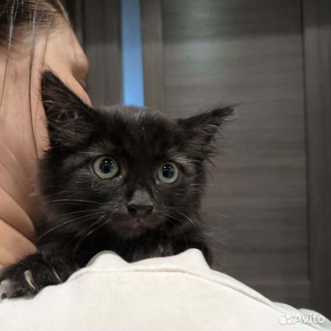 Черный пушистик - мальчик, 2 мес. в поиске дома