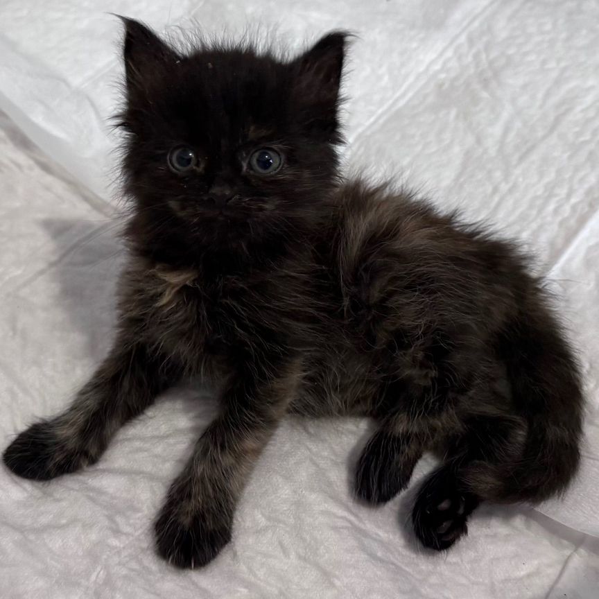 Сибирский котёнок
