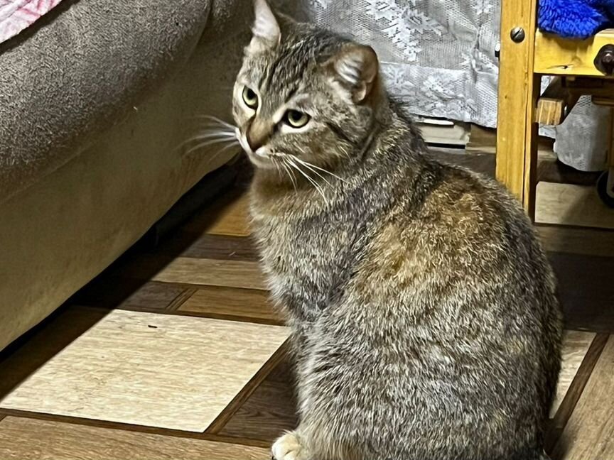 Кошка