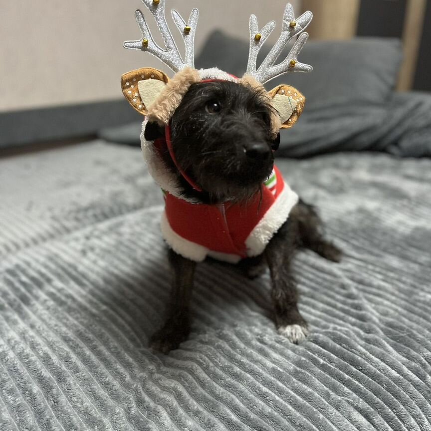 Маленькая собачка в добрые руки