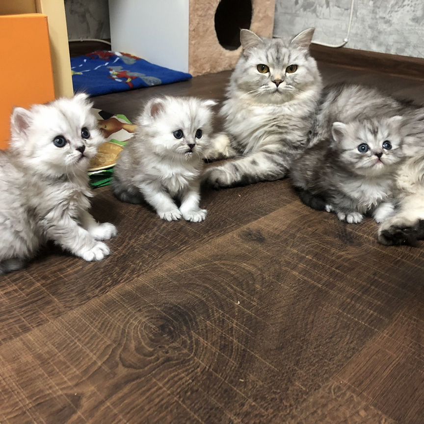 Продам котенка британская длинношерстная