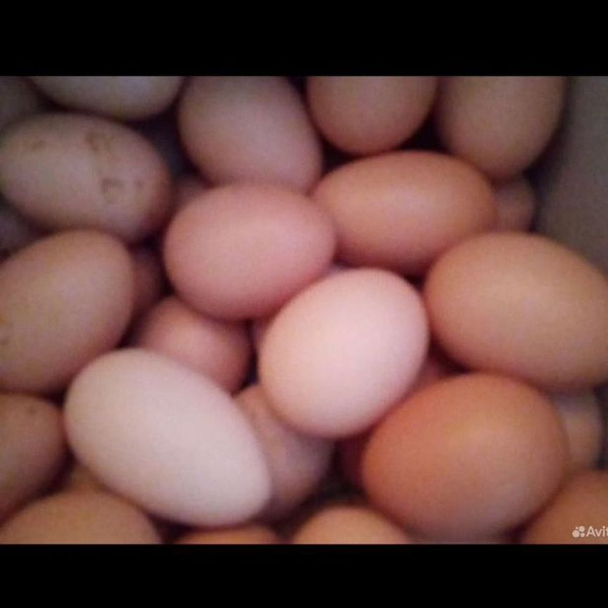 Яйцо куриное