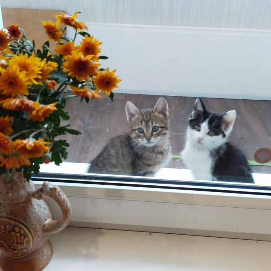 Отдам в добрые руки