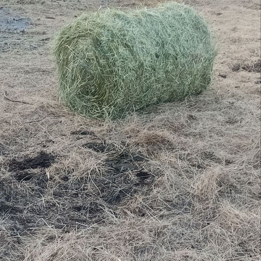 Продам сено в рулонах 25-30