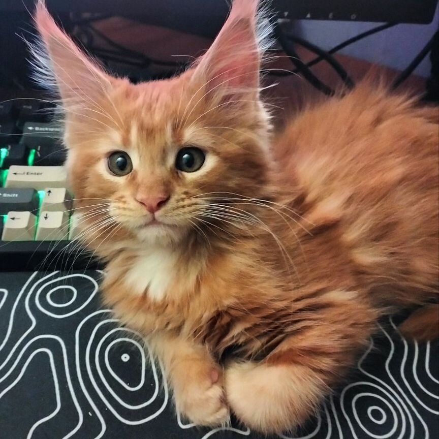 Мейн-кун котёнок