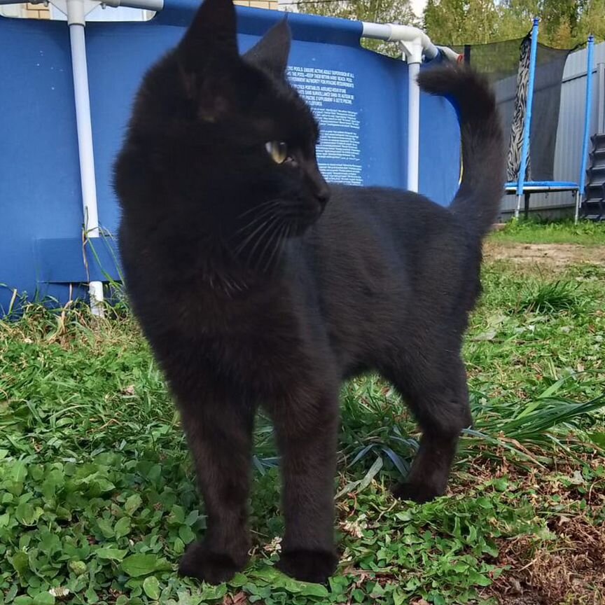 Кошка и 2 кота ловят всё, едят всё