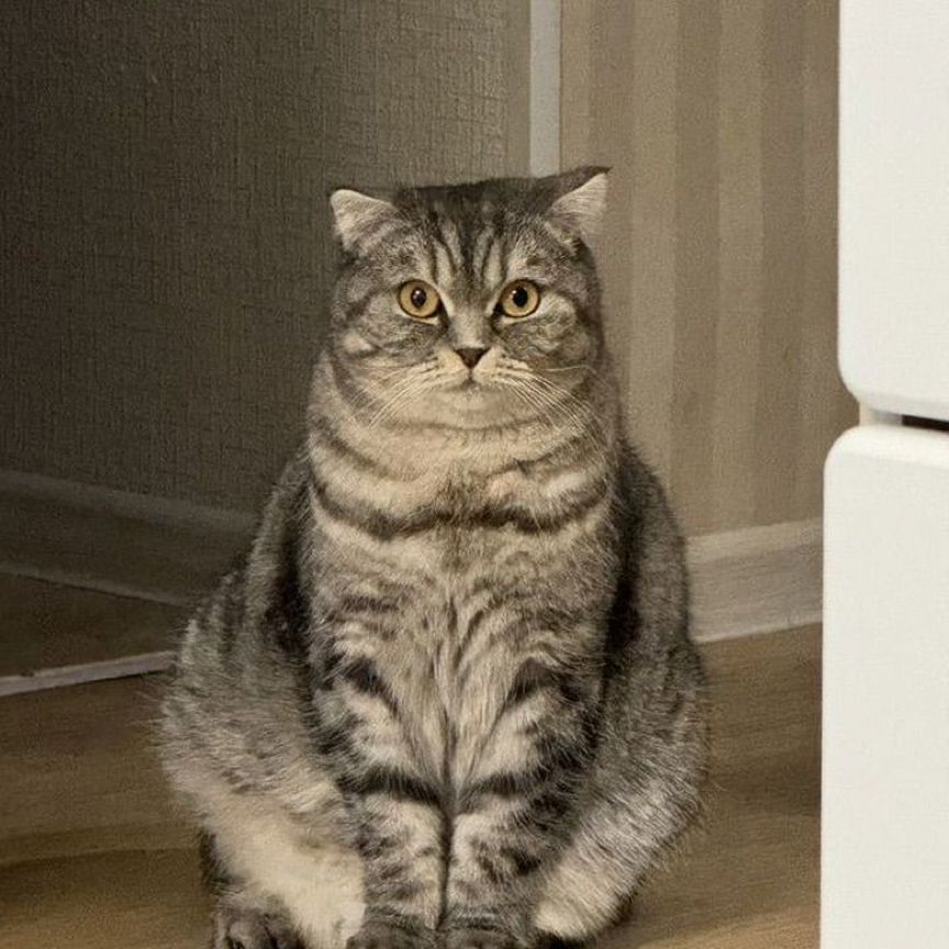 Шотландская кошка вислоухая