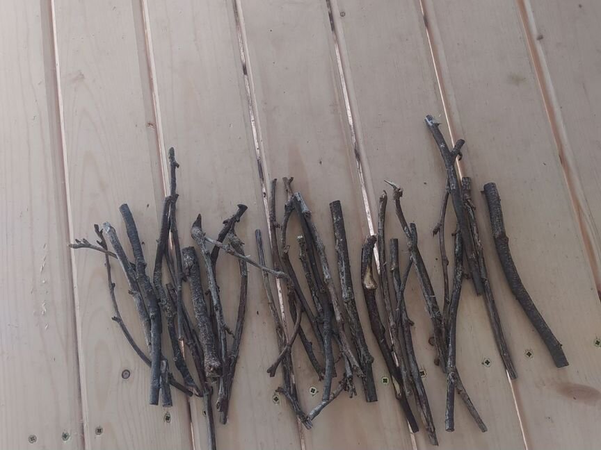 Веточки для грызунов (черная смородина )