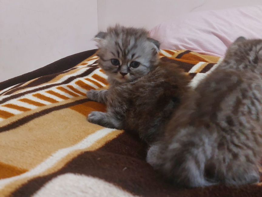 Британские котята