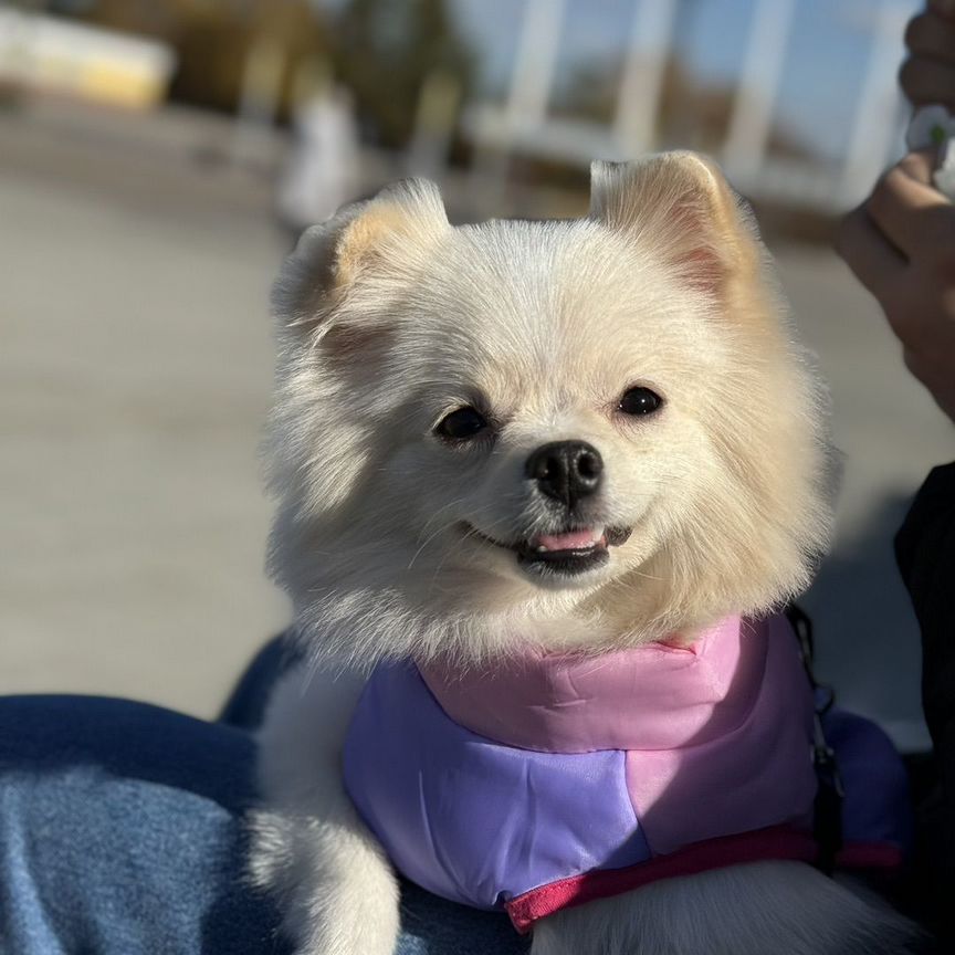 Малый немецкий шпиц