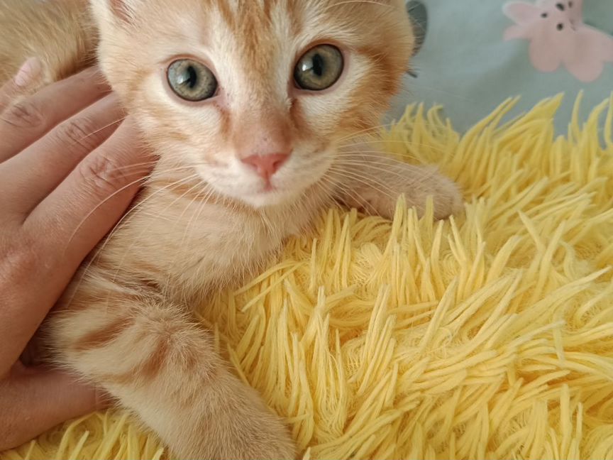 Рыжий котенок в добрые руки