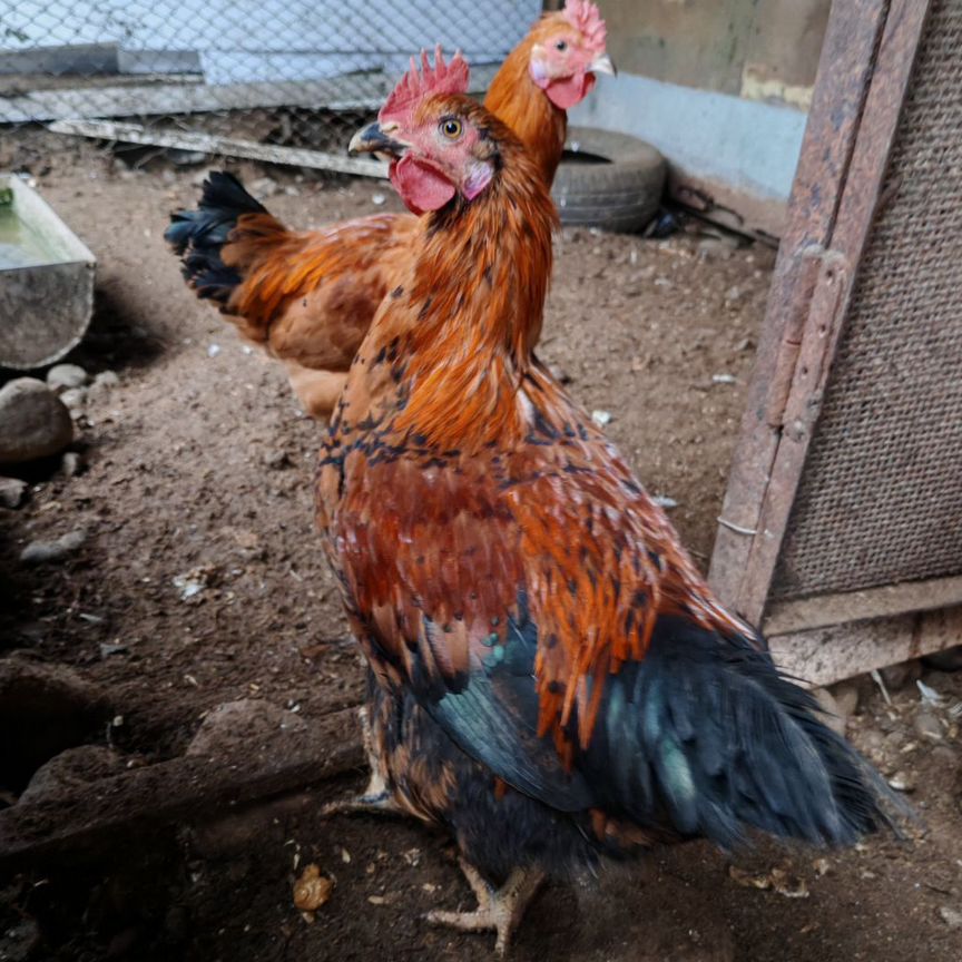 Молодые петухи домашние