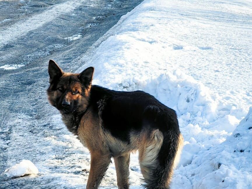 Собака овчарка