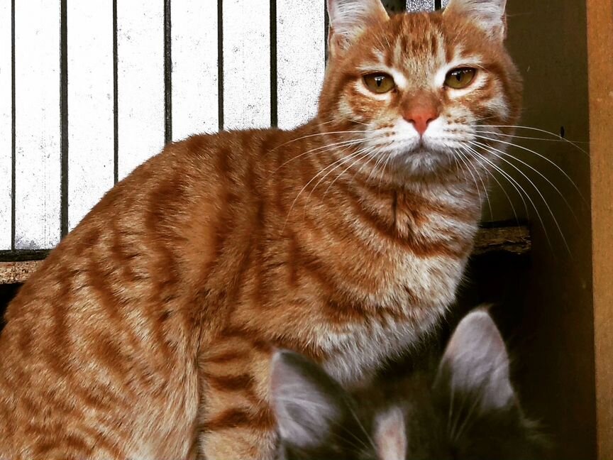 Кошки курильский бобтейл бесплатно