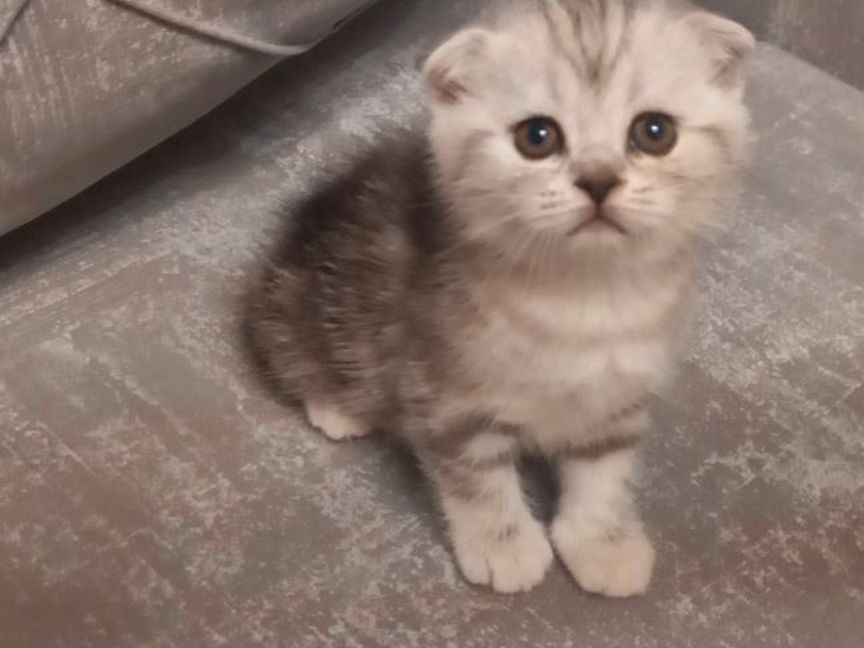 Шотландские котята