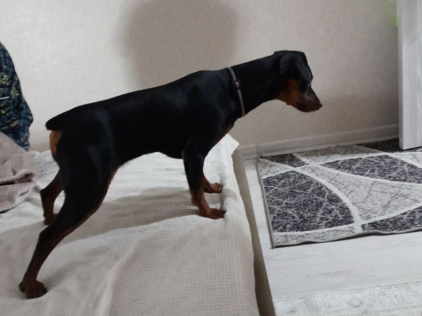 Продам маленькую собаку