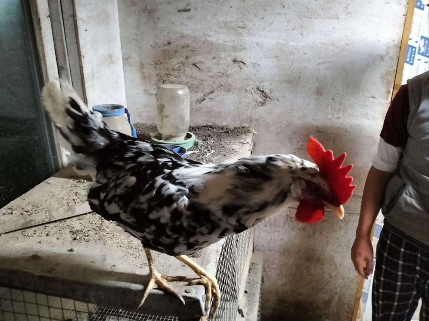 Петухи Леггорн Далматинец