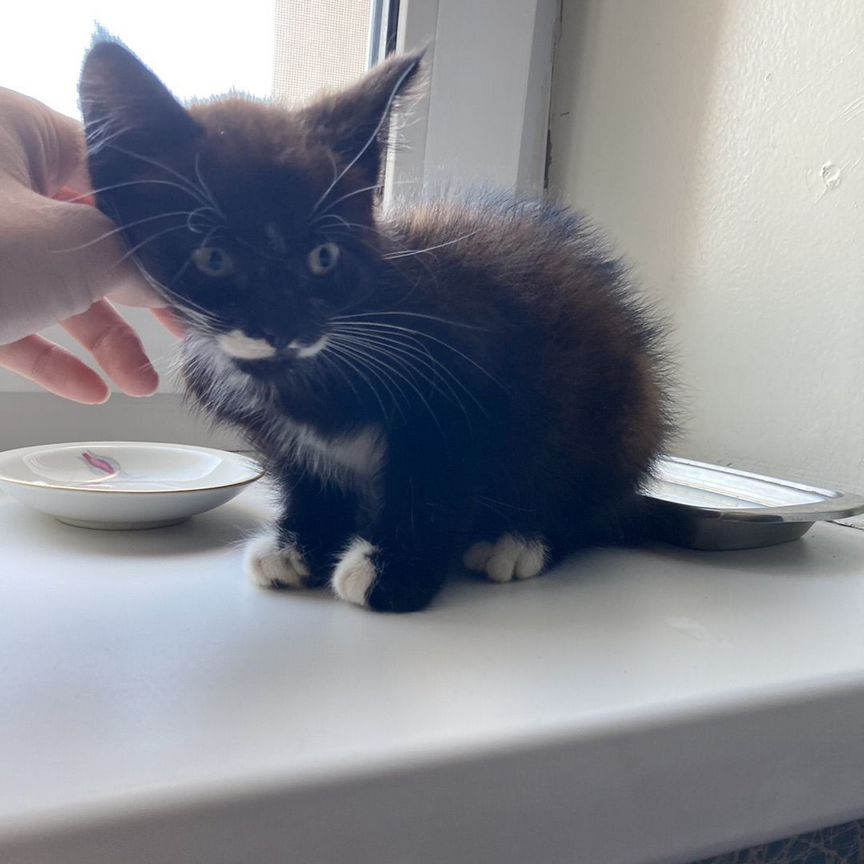 Котик ласковый красавчик