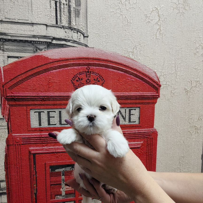 Миниатюрны мальчик Корея