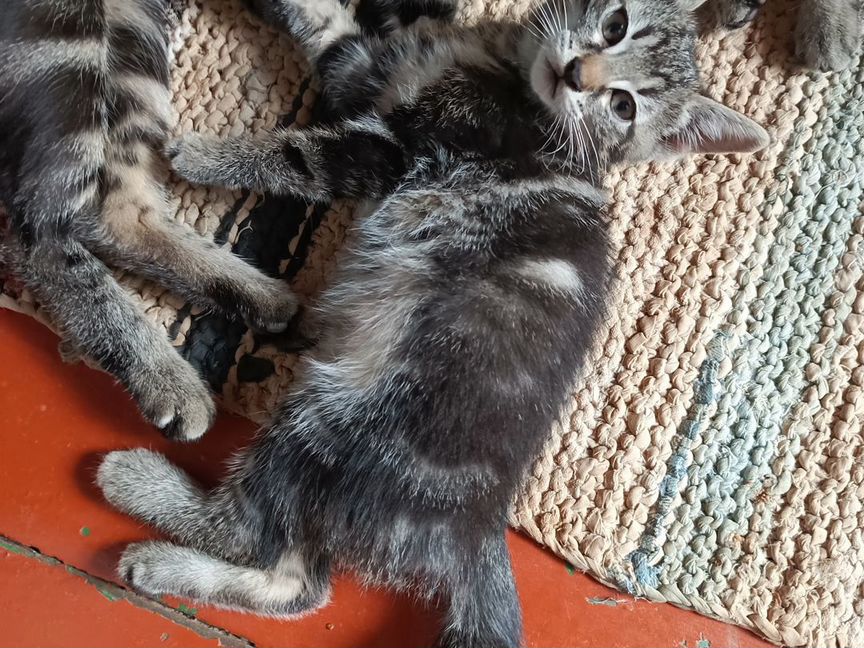 В добрые руки за символическое вознаграждение