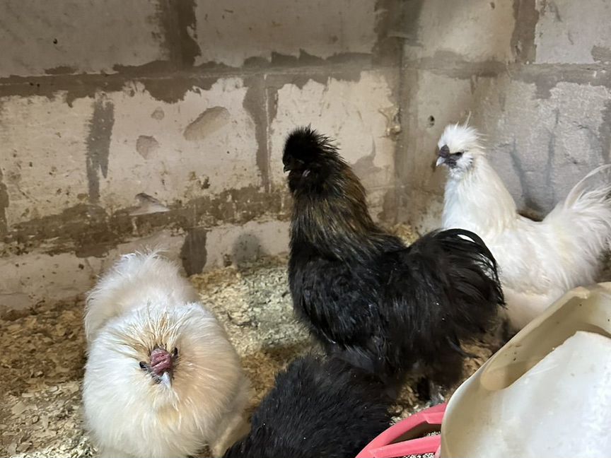 Петухи разных пород