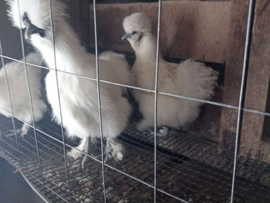 Шёлковые куры(пара)