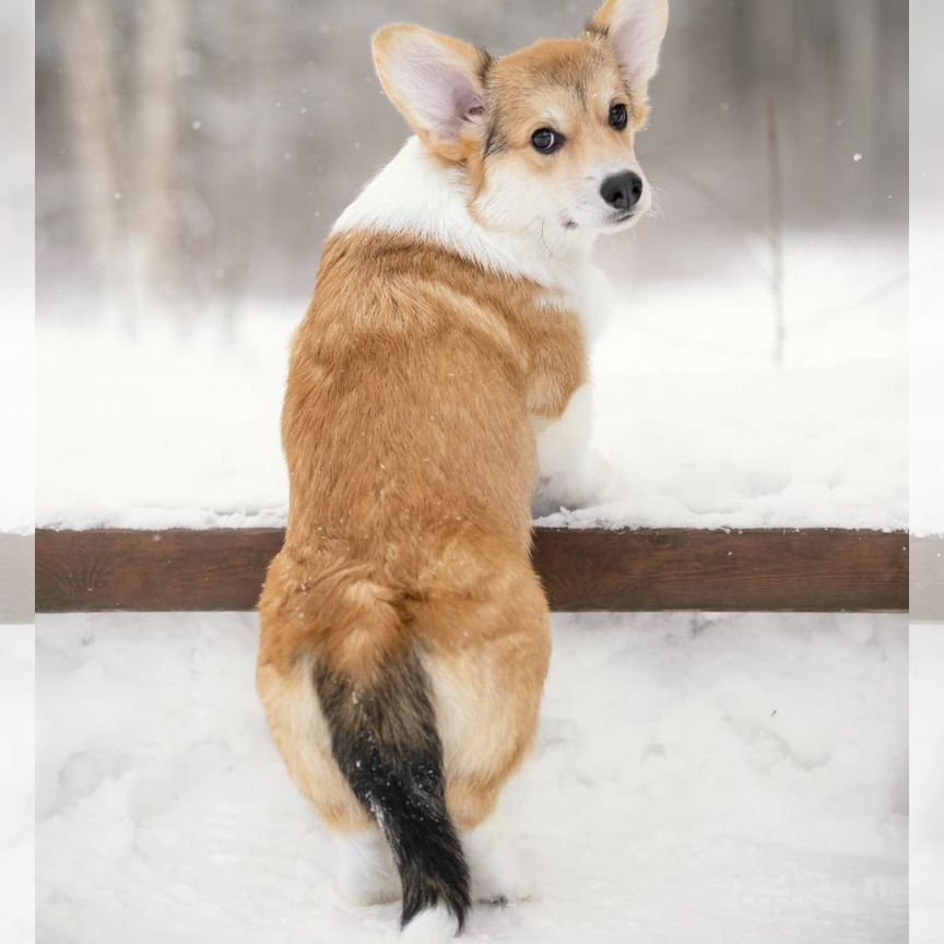 Шикарный Породный Мальчик с Хвостом