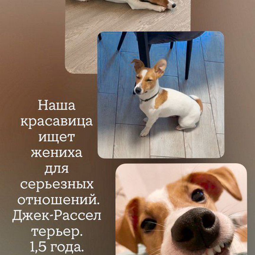 Вязка Джек Рассел (девочка)