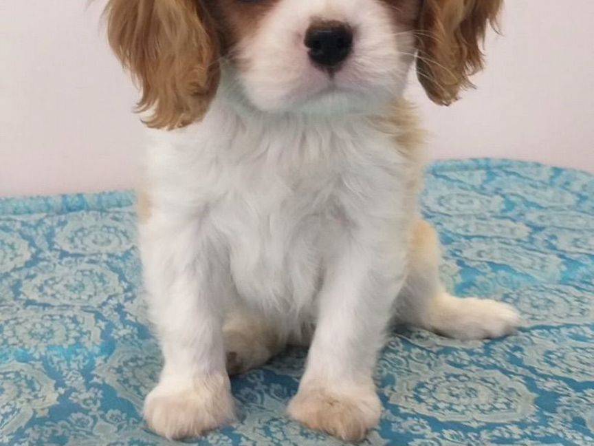 Кавалер кинг чарльз спаниель