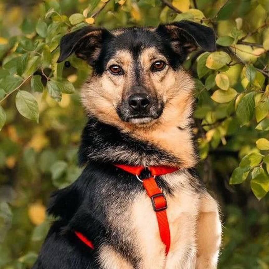 Взрослый пёс в добрые руки