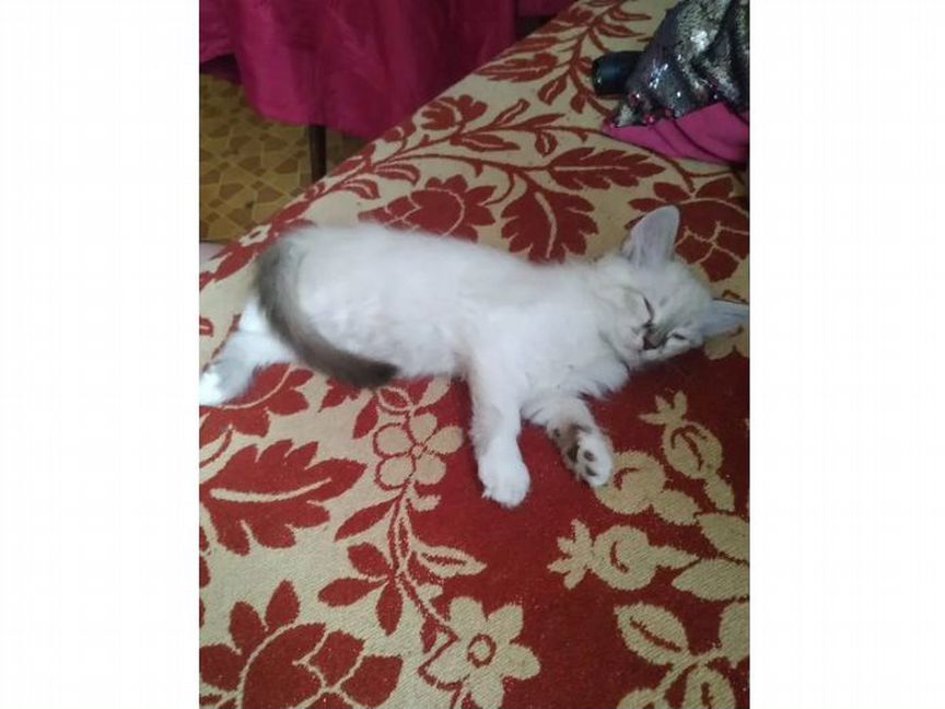 Котята невская маскарадная