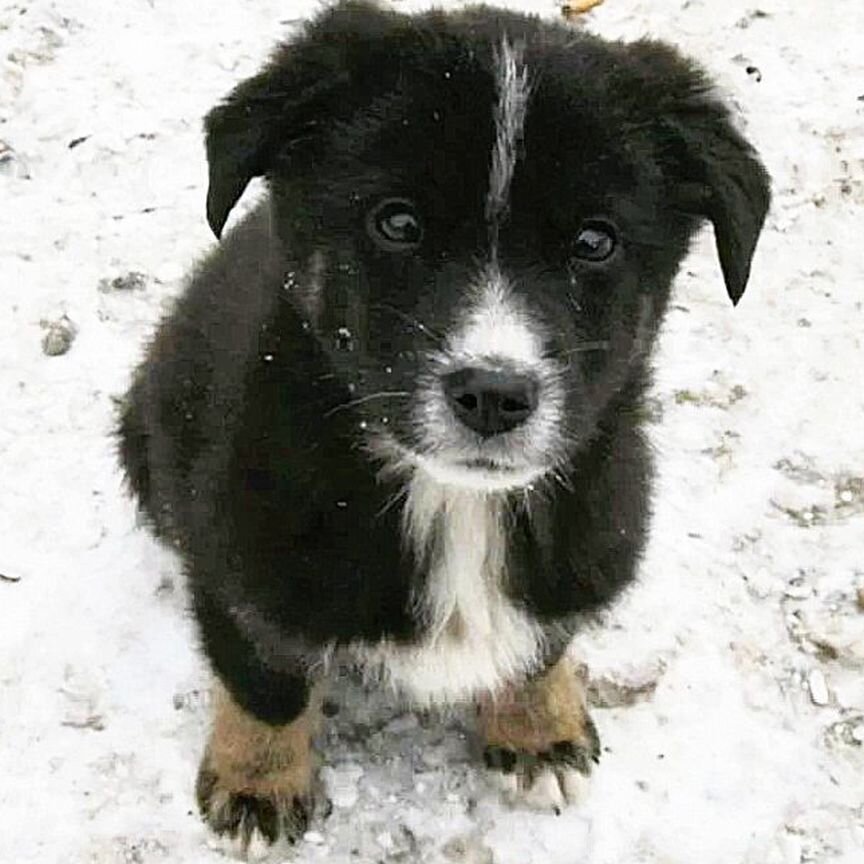 Щенок мальчик 1,5 месяца