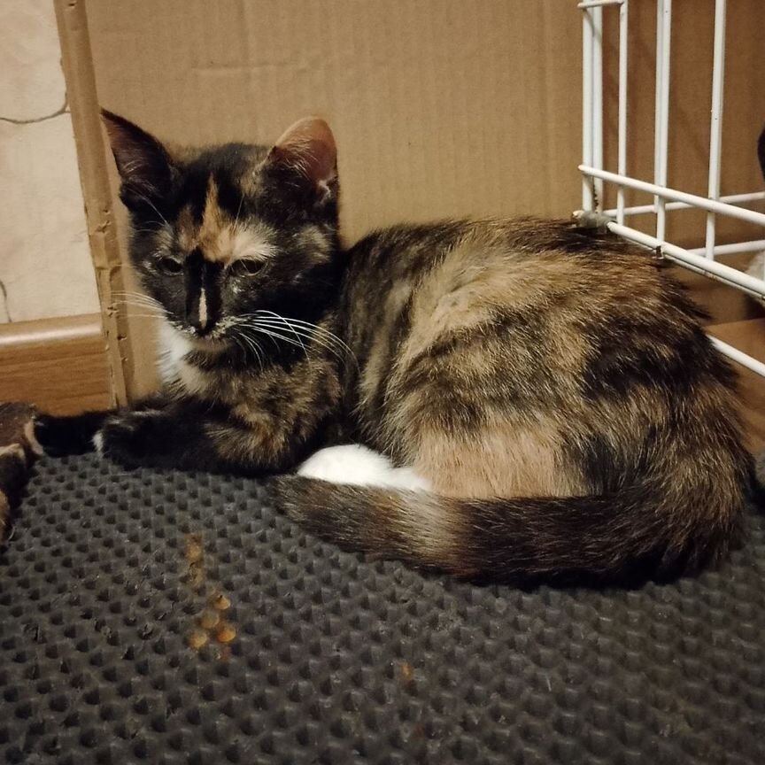 Котята в добрые ручки