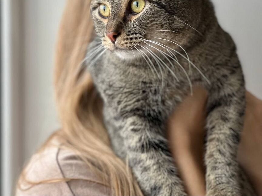 Кот Спасенный с завода