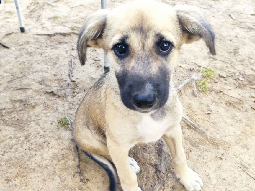 Их хотели сжечь