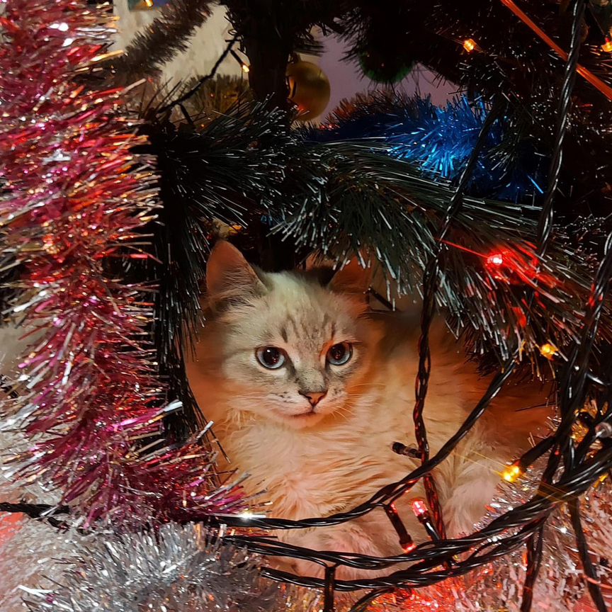 Котик в добрые руки