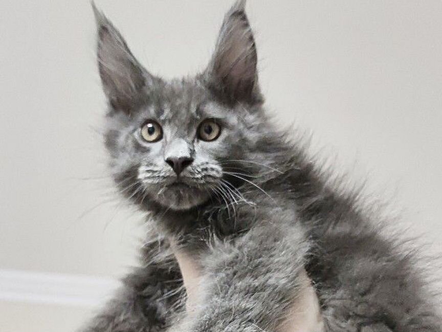 Мейн-кун мальчик