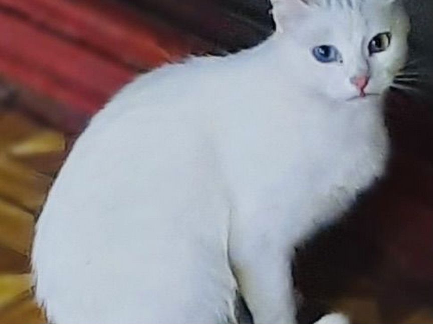 Кошка просит помощи