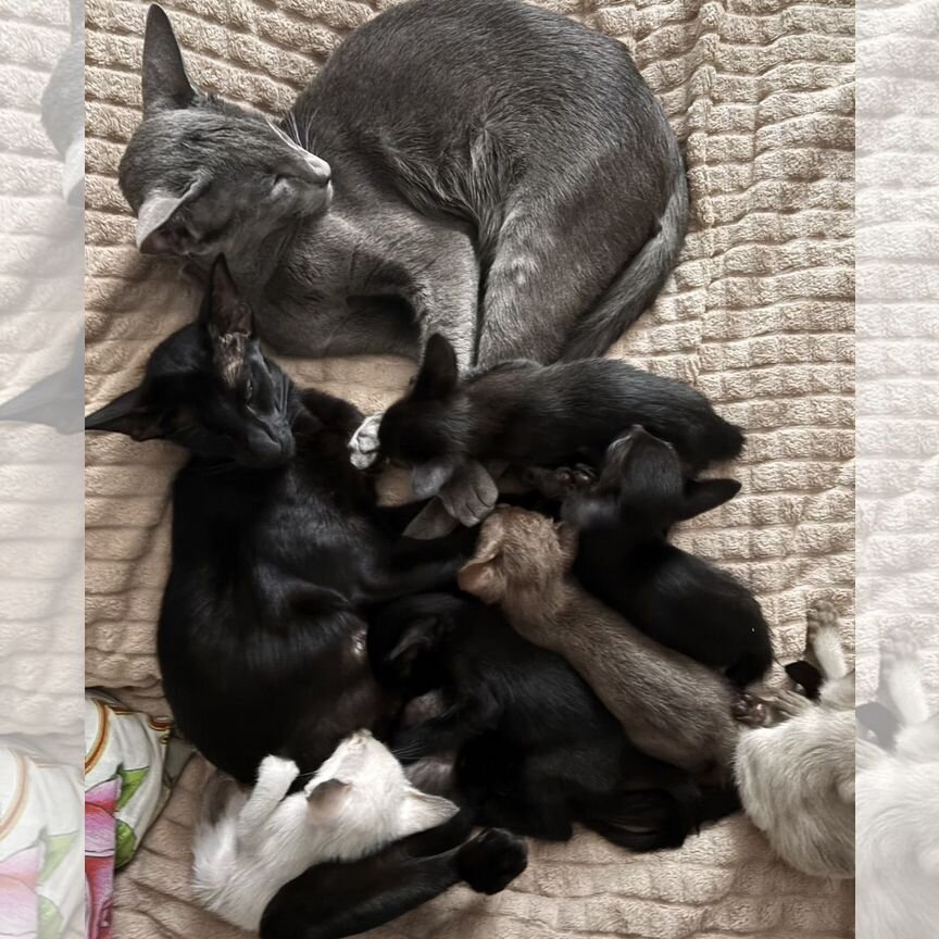 Ориентальный котёнок