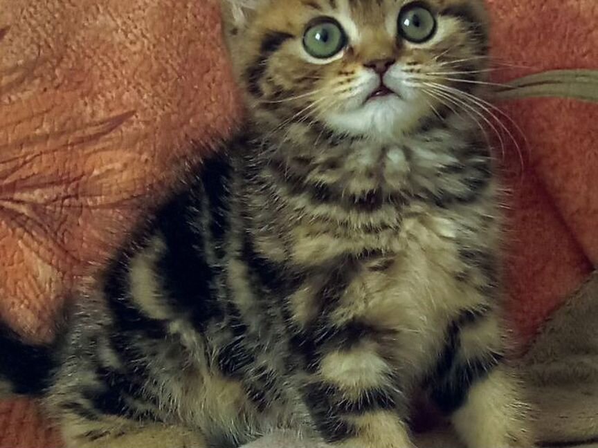 Плюшевый котёнок