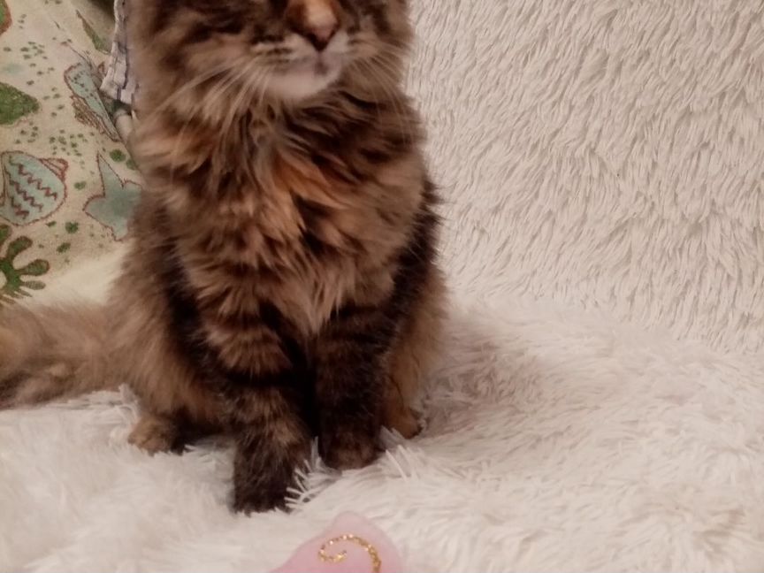 Котенок