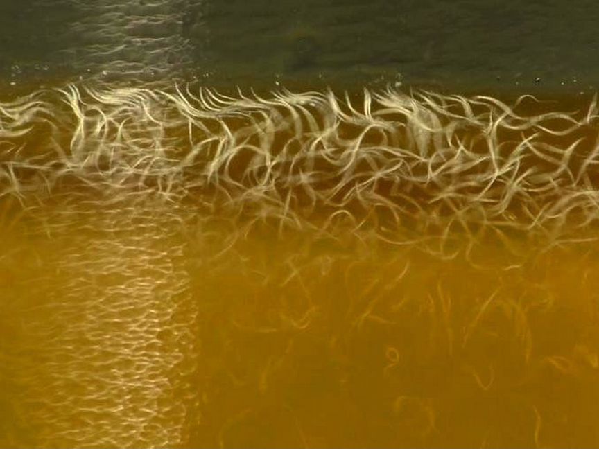 Стартовый живой корм для мальков - Уксусная угрица