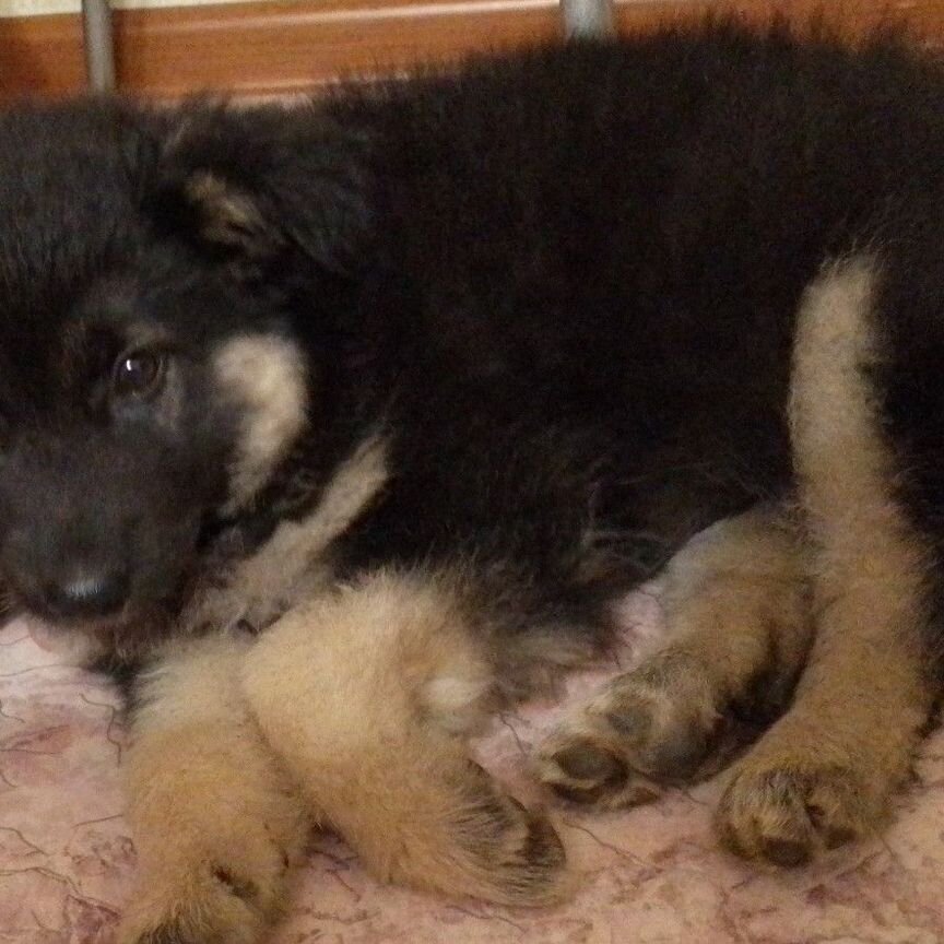 Собака порода не известна. Отдам бесплатно