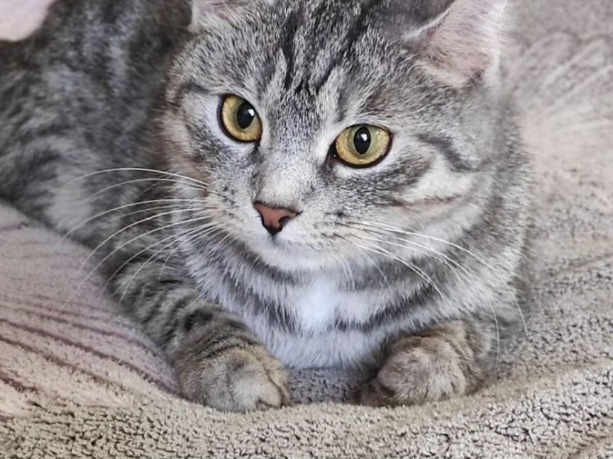 Котик
