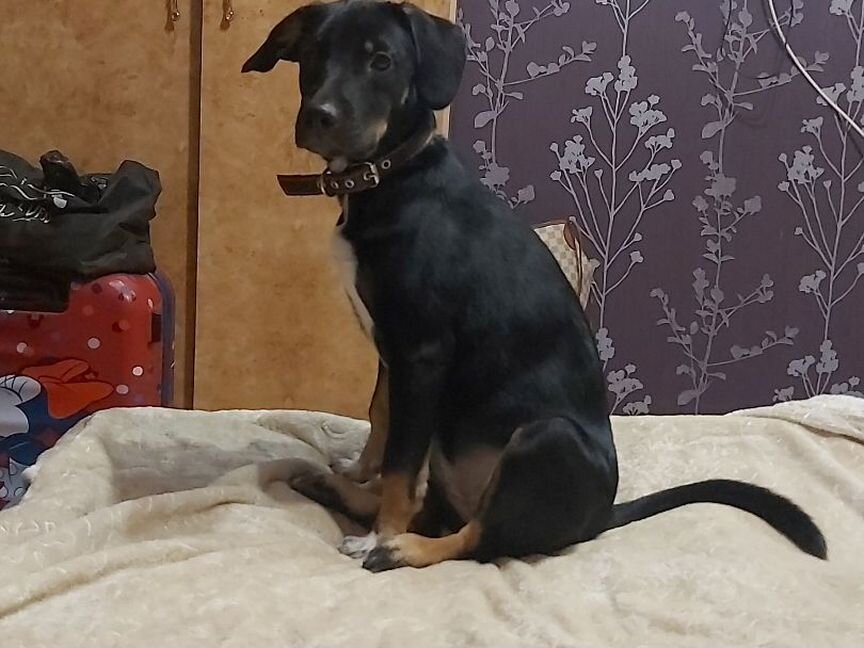 Собаки бесплатно