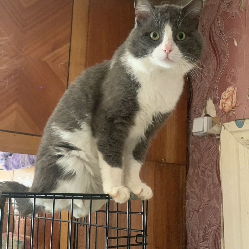 Очень дружелюбный кот