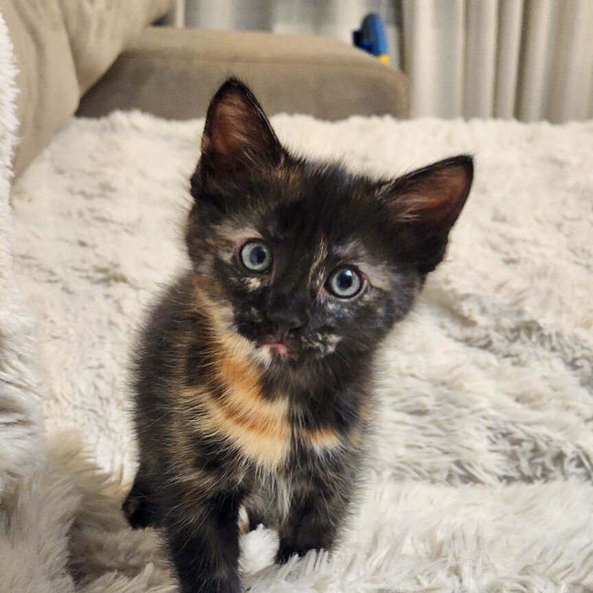 Кому котят