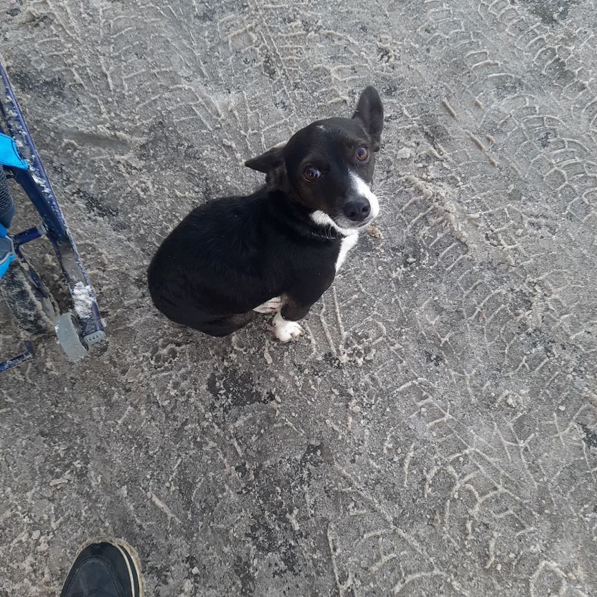 Собака в добрые руки отдам бесплатно