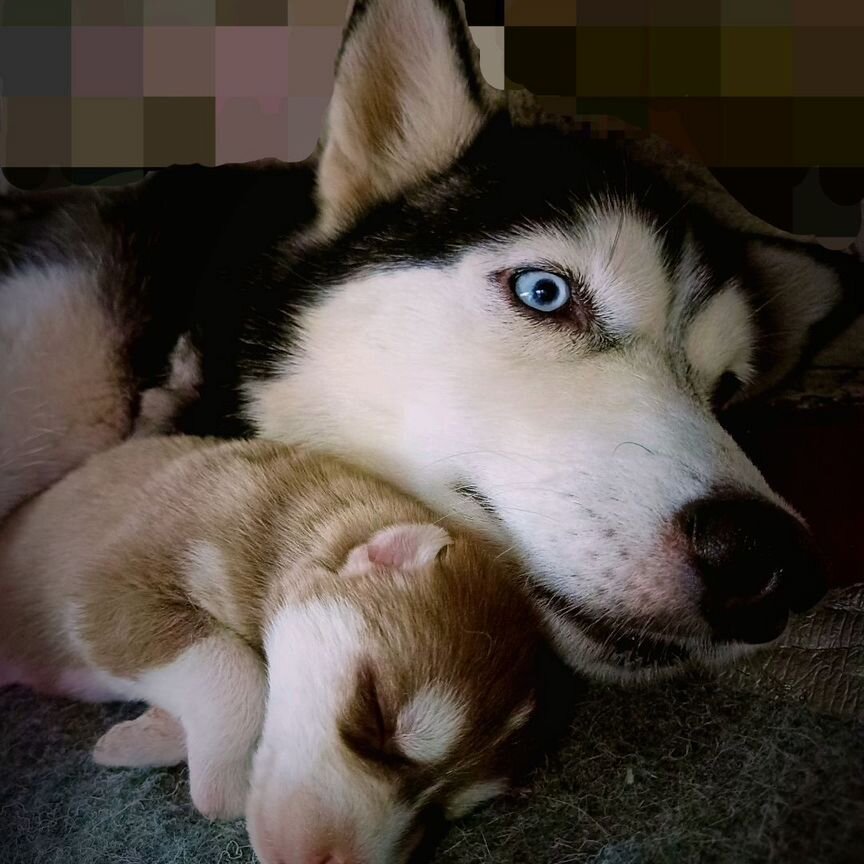 Щенки сибирской хаски