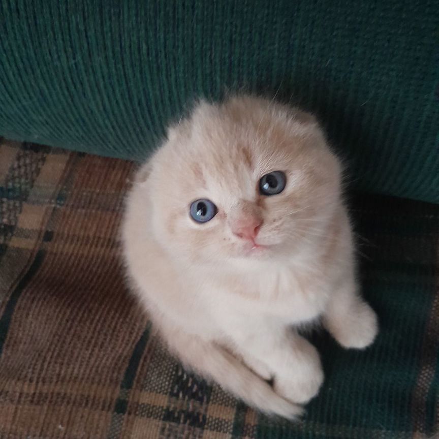 Шотландские